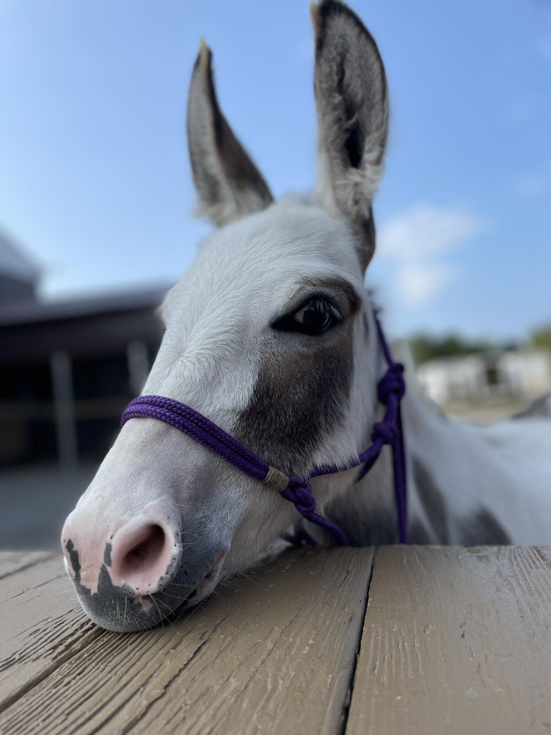 Safari Farm Petting Zoo