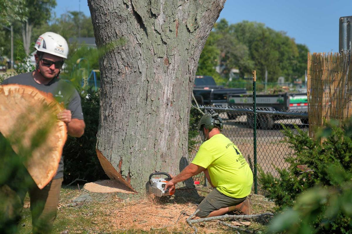 Rausch Tree and Outdoor Services