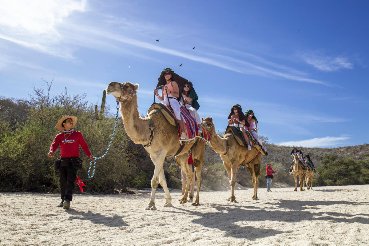 Wild Canyon | Camel Tours in Los Cabos!