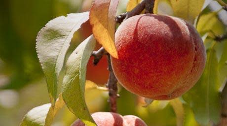 crooked line farm and orchard