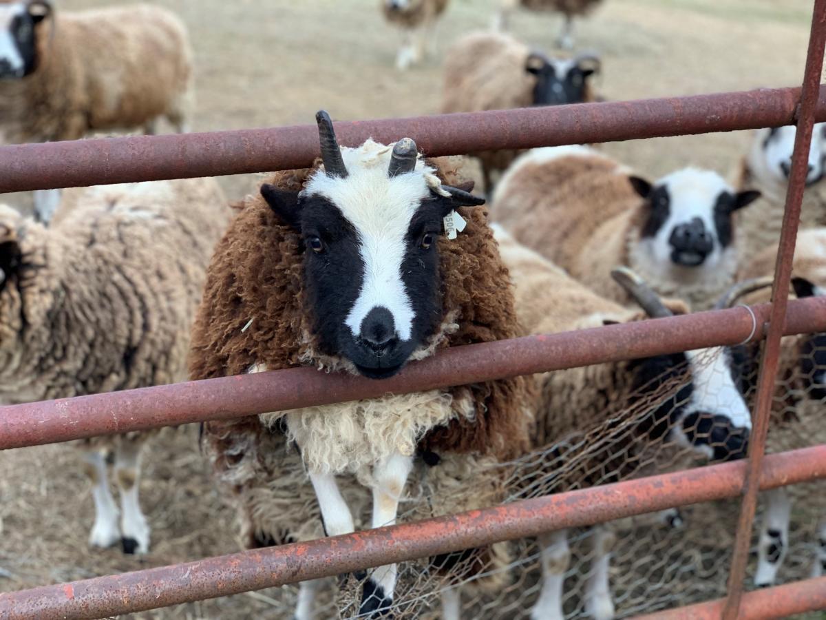 Shiloh Manor Farm | Purcellville, VA 20132