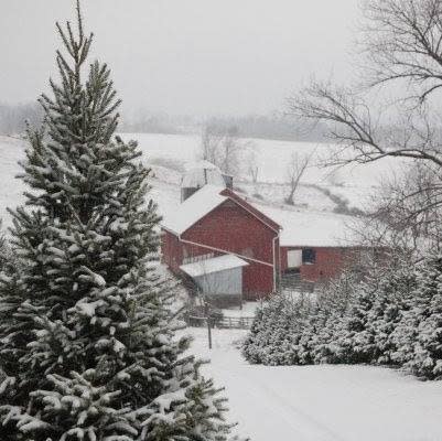 Snickers Gap Tree Farm | Round Hill, VA 20141