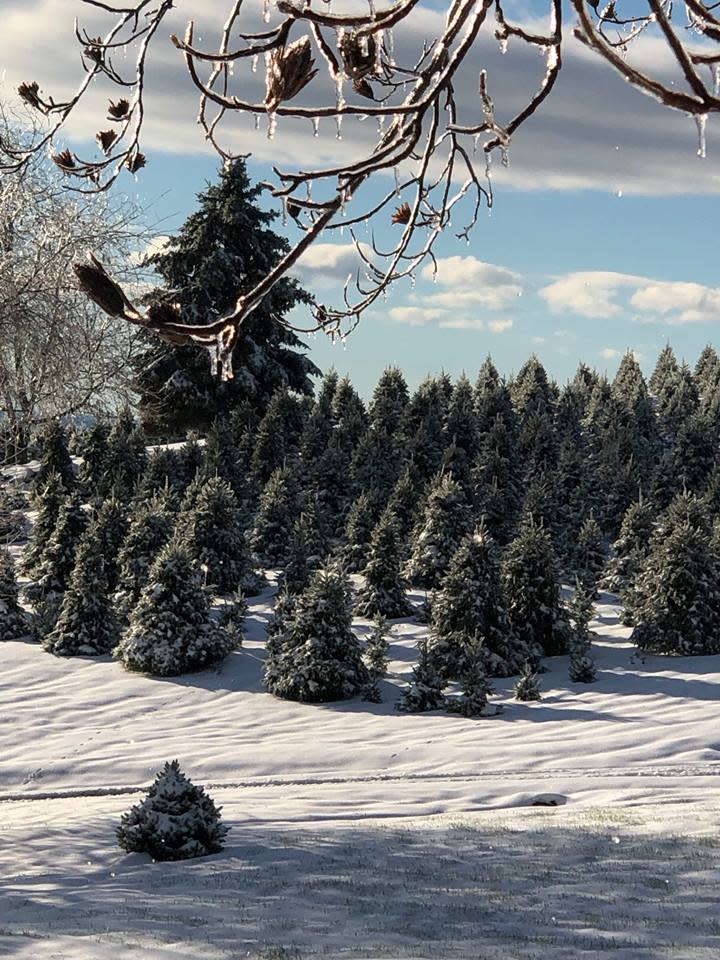 Snickers Gap Tree Farm | Round Hill, VA 20141