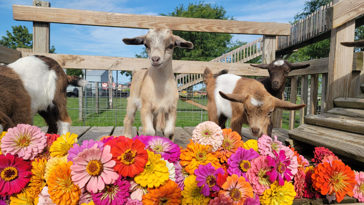 Becca Murray at Blooms on the Farm | Deerfield, WI
