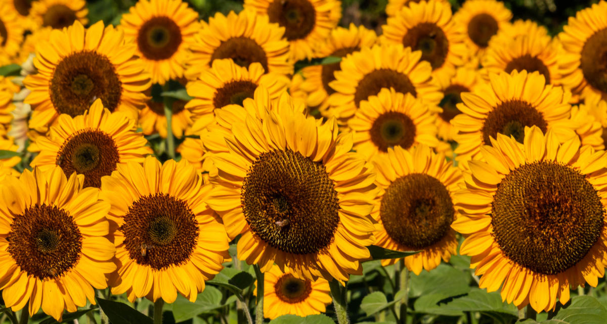 Becca Murray at Blooms on the Farm | Deerfield, WI