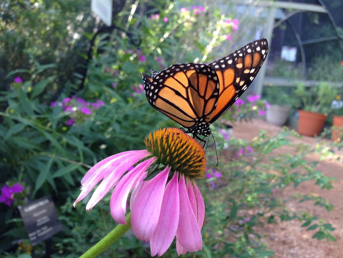 South Texas Butterfly Garden