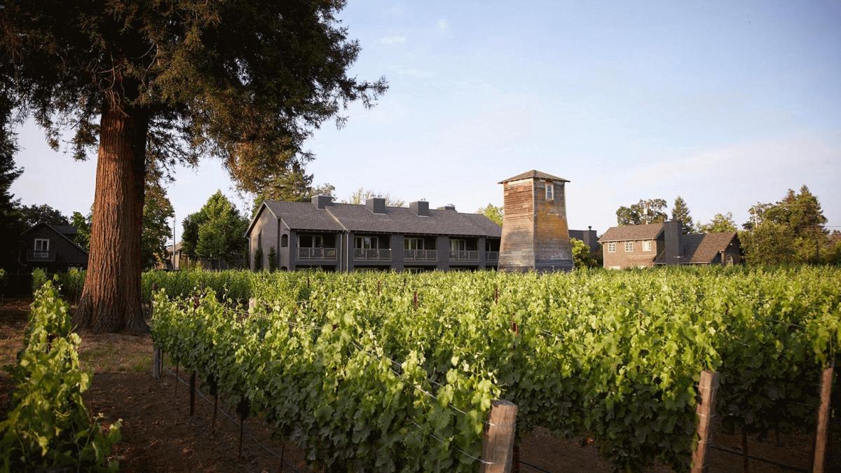vineyard hotel