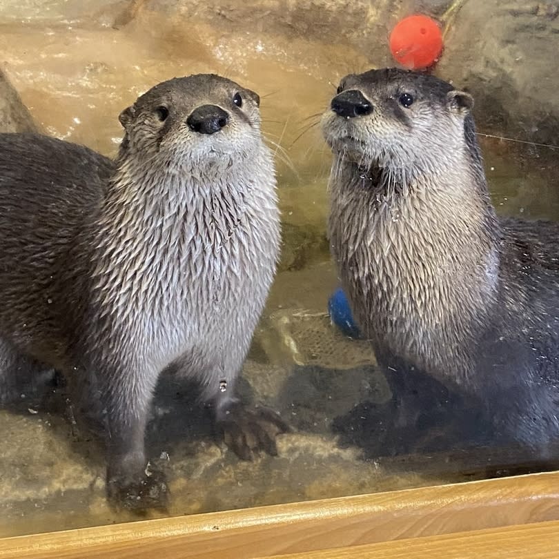 Delmarva Discovery Center & Museum