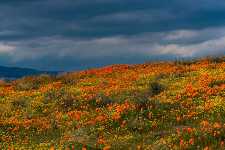 Antelope Valley Poppy Reserve