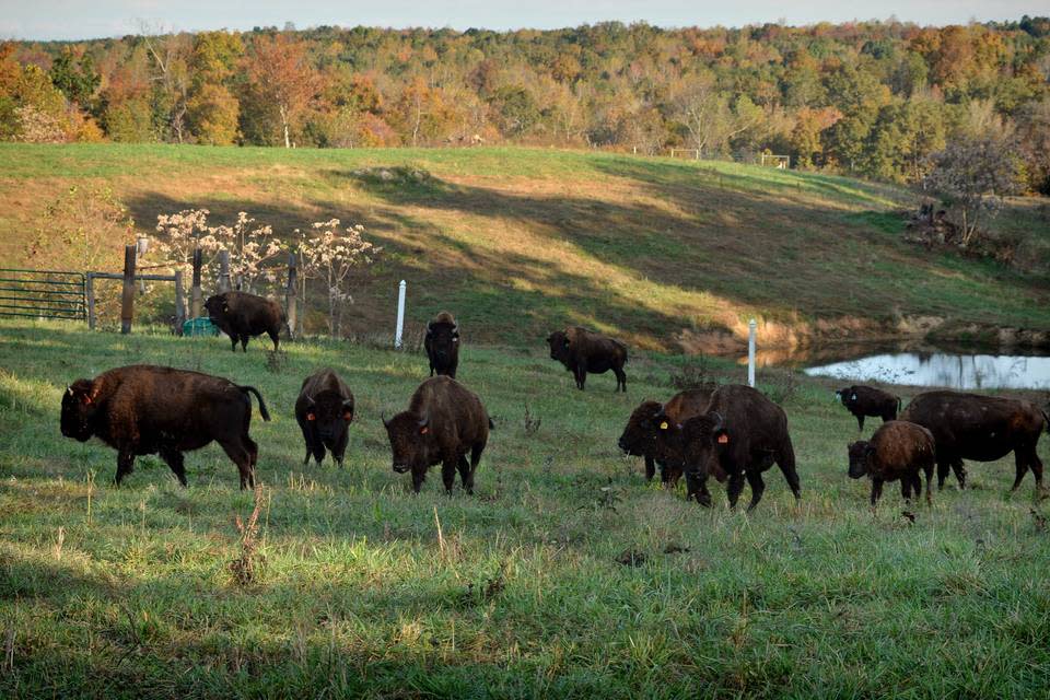 Sunset Ridge Buffalo Farm