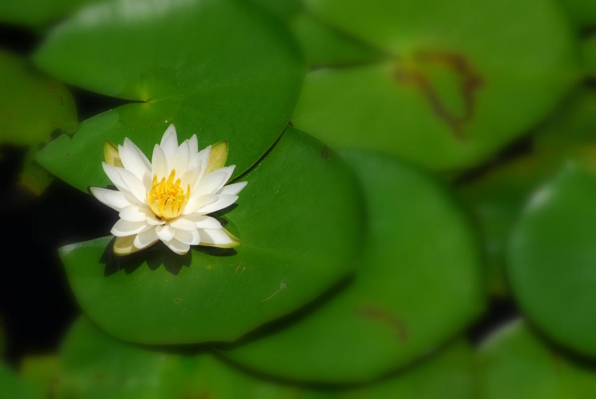 Trustom Pond National Wildlife Refuge | South Kingstown, RI