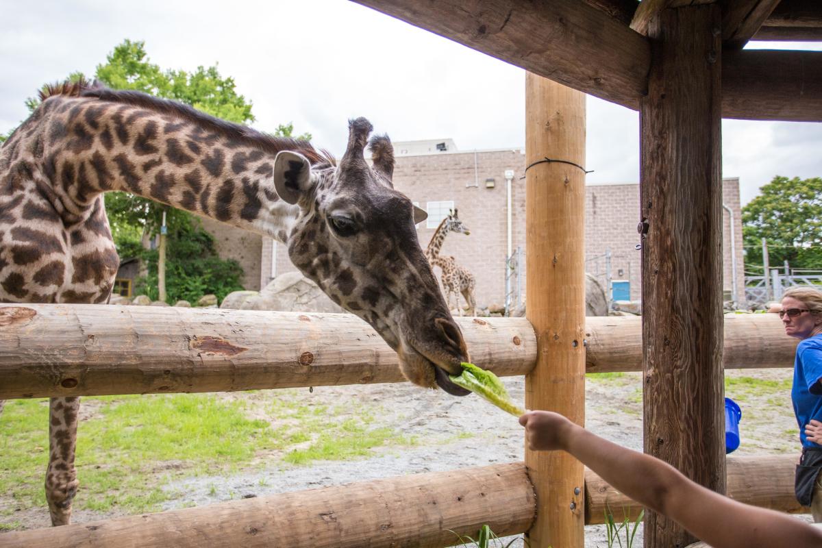 Roger Williams Park Zoo & Carousel Village | Providence, RI 02907