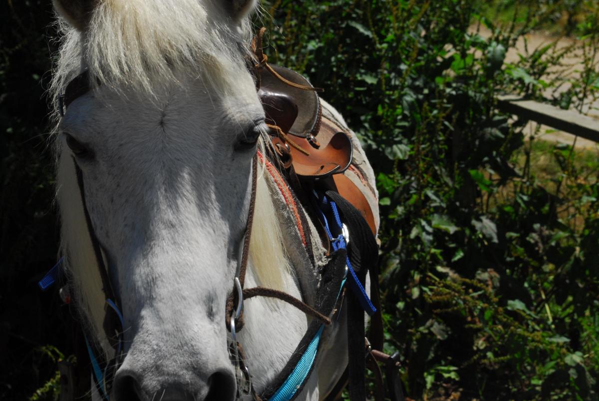 Rustic Rides Farm | Block Island, RI 02807