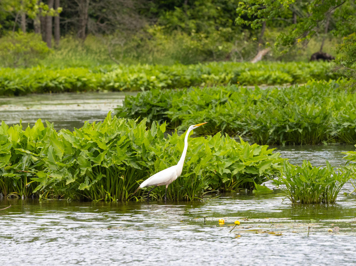 Blackstone River Expeditions Kayak Tours | Central Falls, RI 02863