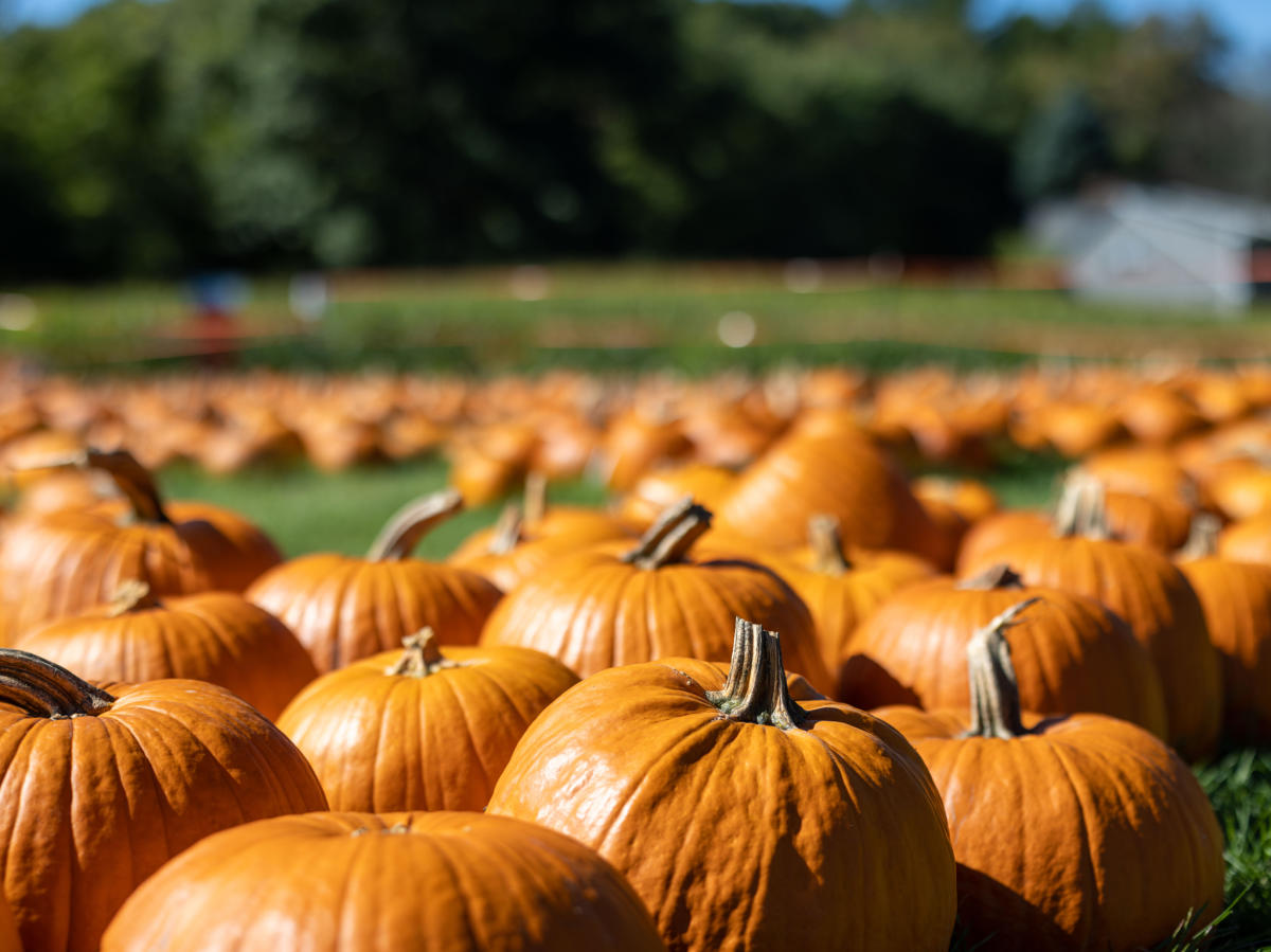Adams Farm | Cumberland, RI 02864