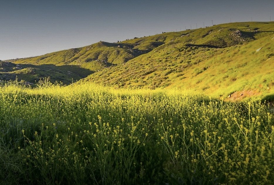 Sycamore Canyon Wilderness Park