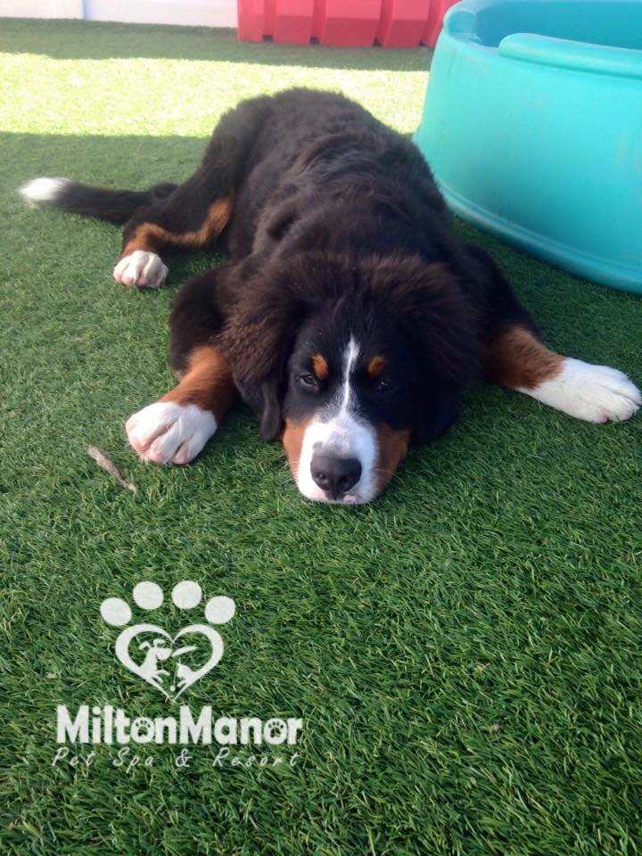 Milton Manor Pet Resort & Spa