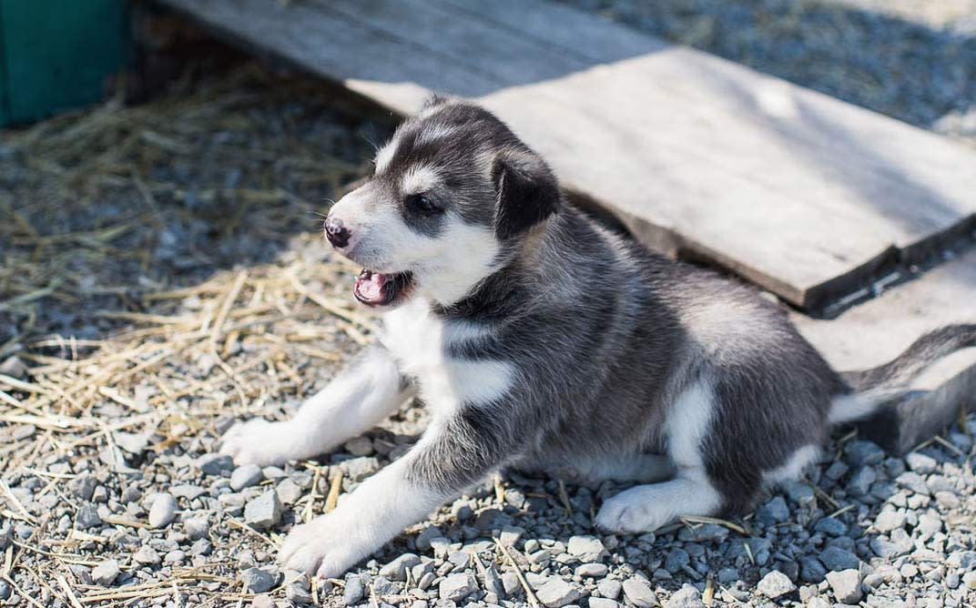 Chilkoot Charters & Tours