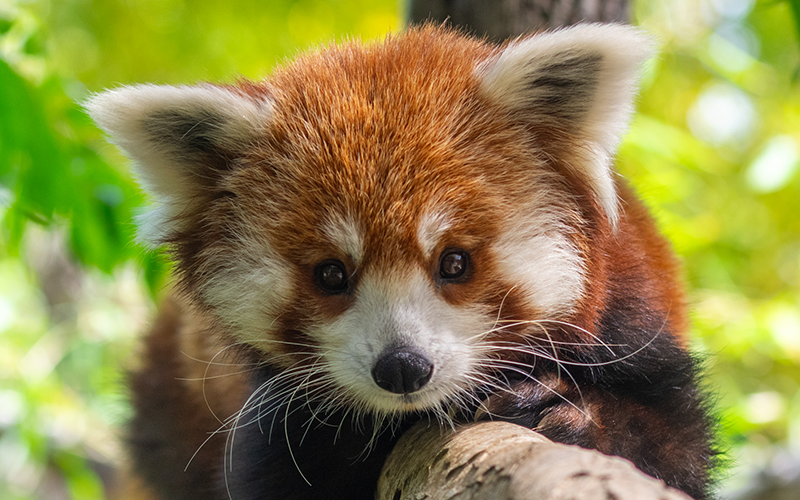 red panda kolossi
