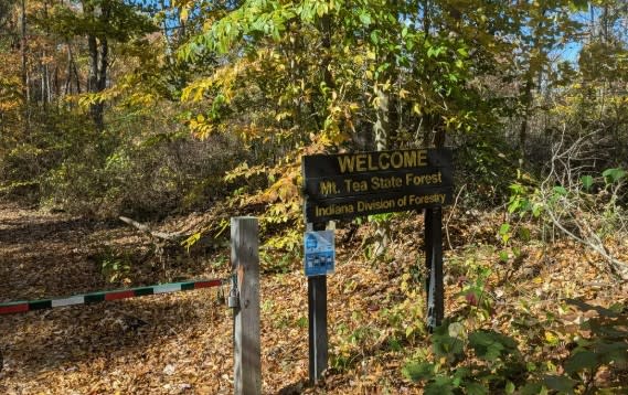 Mt. Tea State Forest