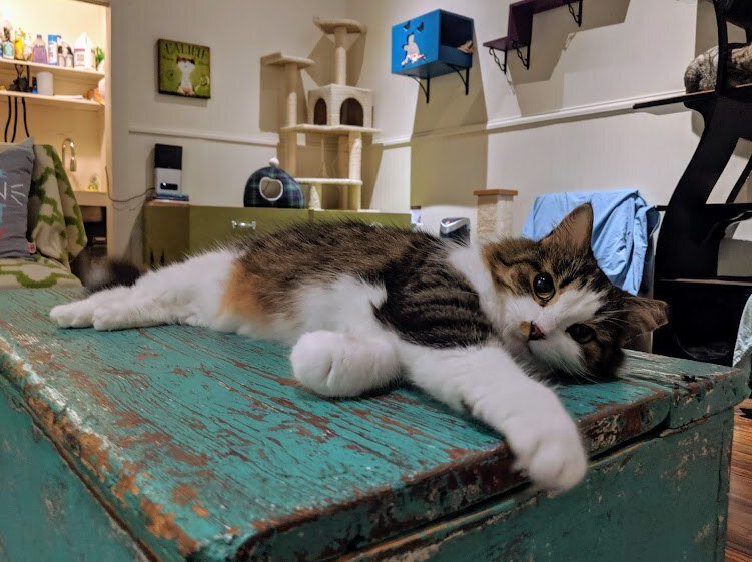 scratching post cat rescue