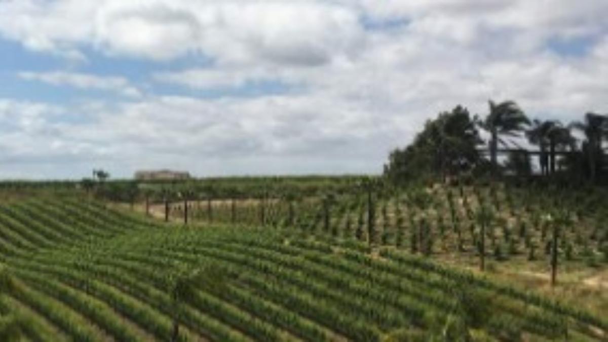 Raúl Ramirez Bodegas Y Viñedos | Winchester, CA