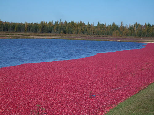 cranberry farm