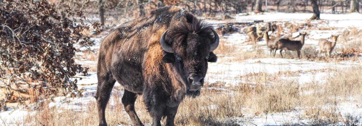 Woolaroc Museum & Wildlife Preserve | Bartlesville, OK 74003