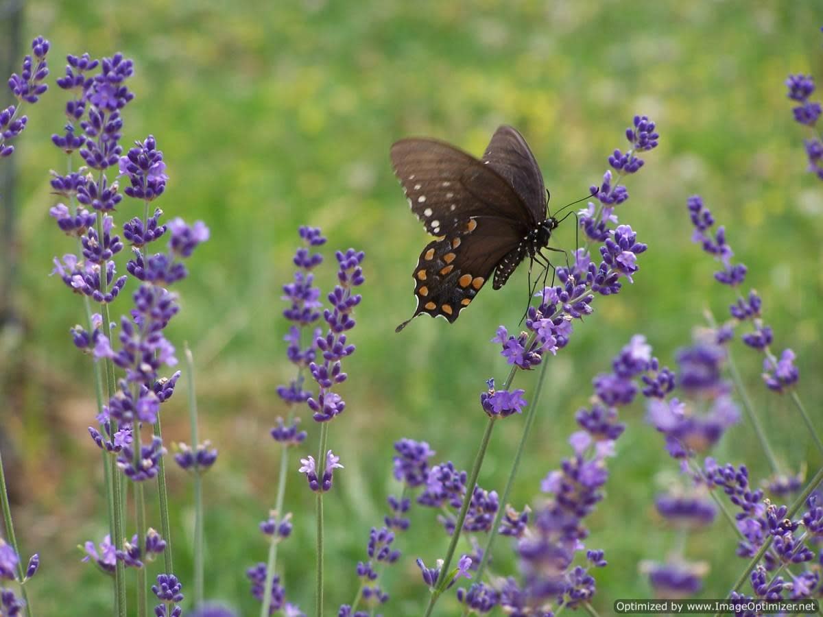 beagle ridge lavender