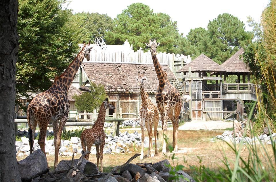Virginia Beach Zoo HUNT CLUB FARM IS FARM FUN FOR EVERYONE! | Macaroni