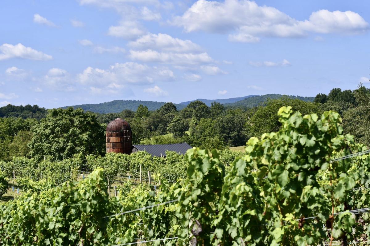 three vines vineyard