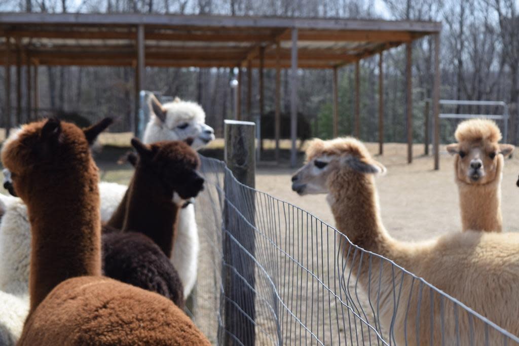 mini alpaca farm