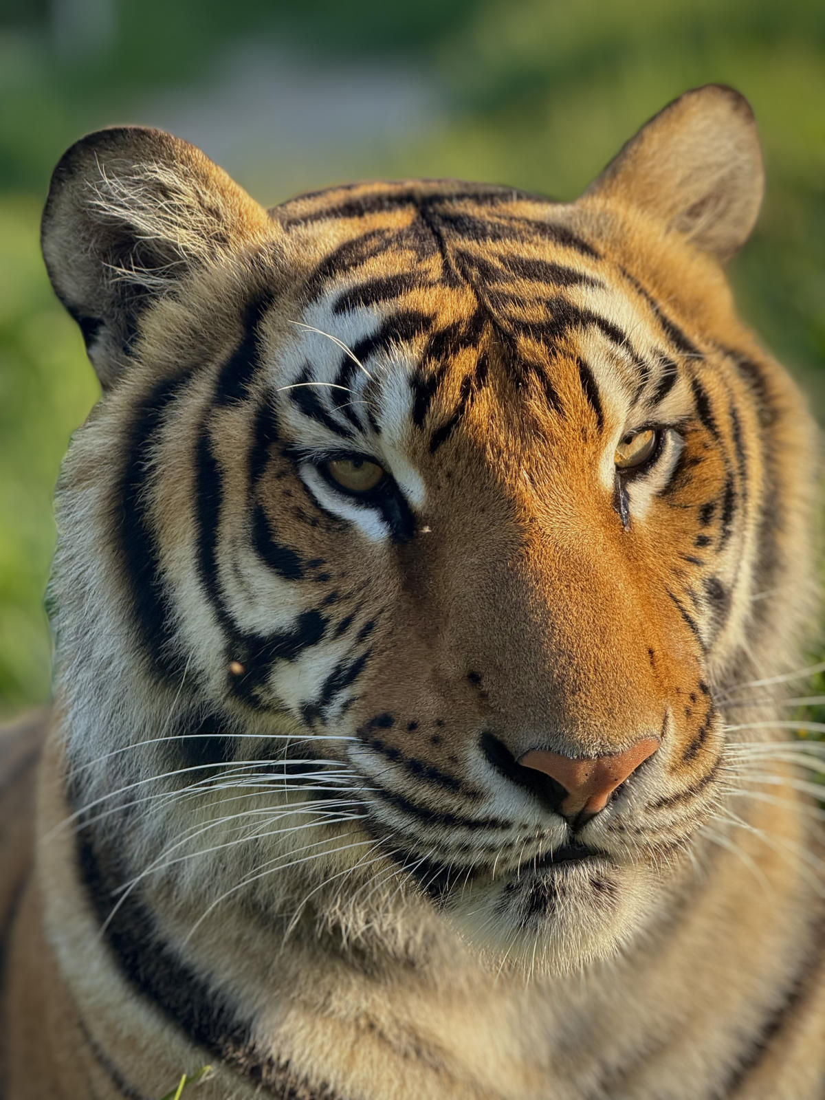 Animal Park at the Conservators Center