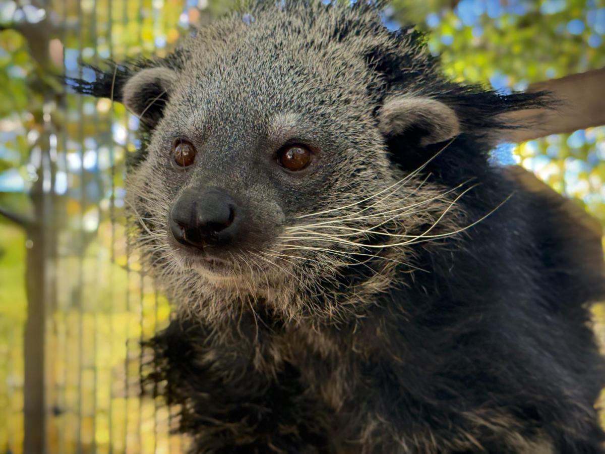 Animal Park at the Conservators Center