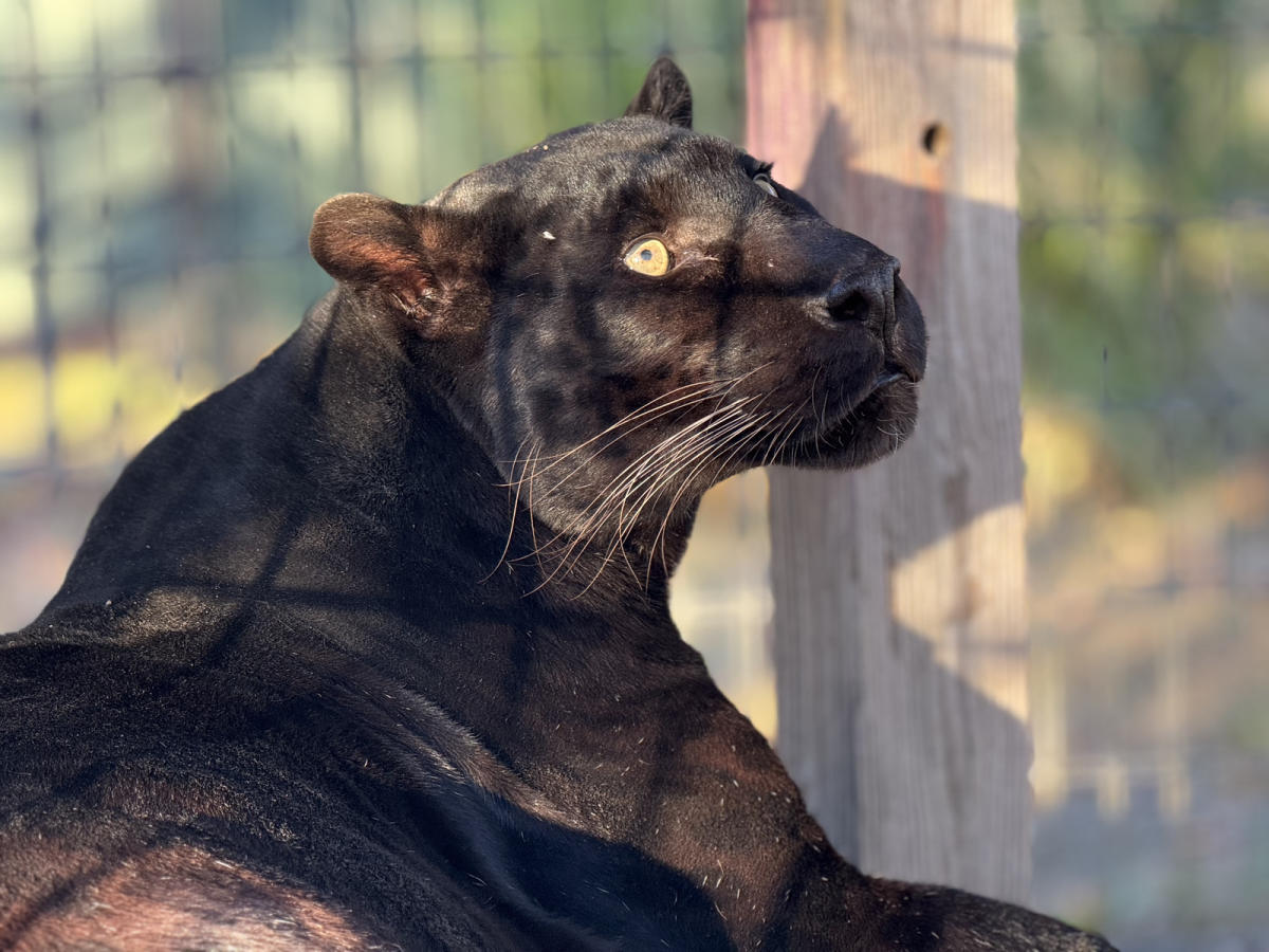 Animal Park at the Conservators Center