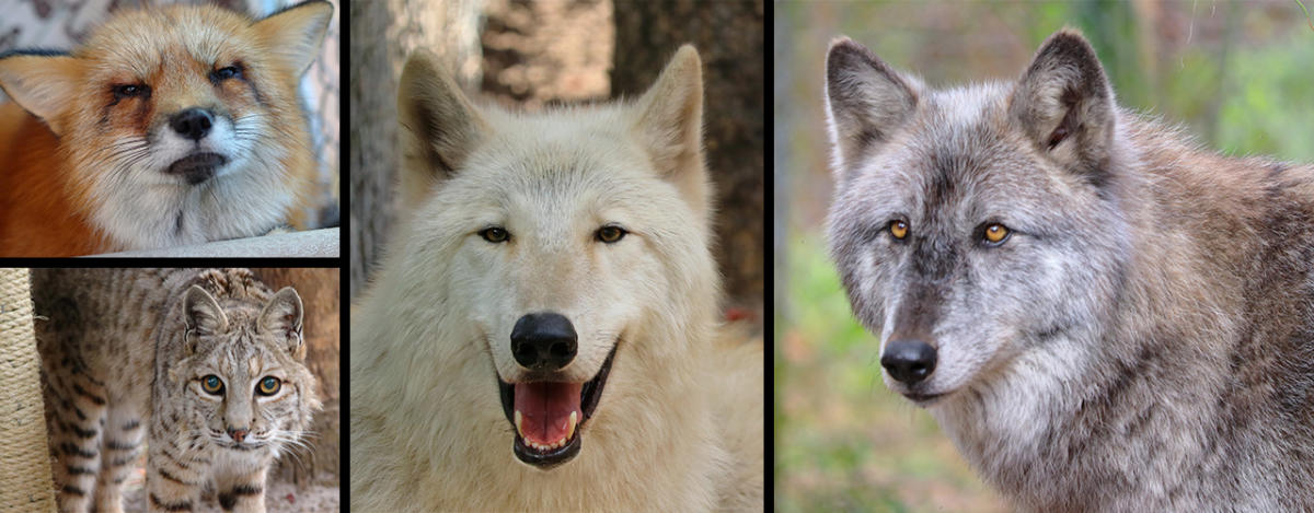 Shy Wolf Sanctuary in Naples | VISIT FLORIDA Shy Wolf Sanctuary in Naples | VISIT FLORIDA
