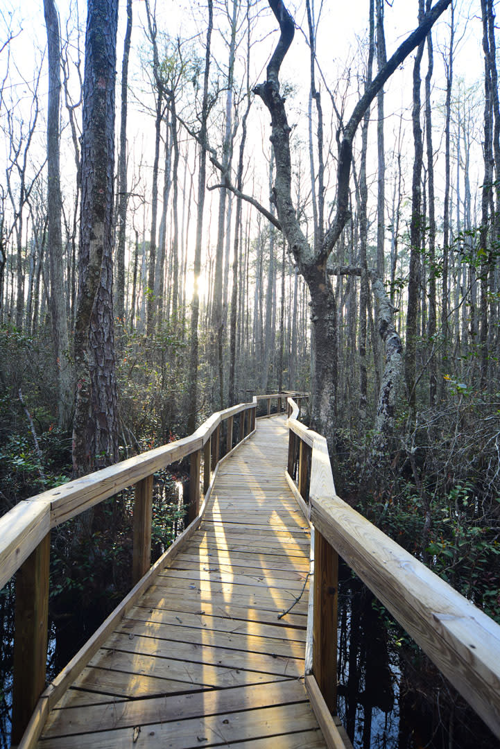 Cary State Forest in Bryceville | VISIT FLORIDA