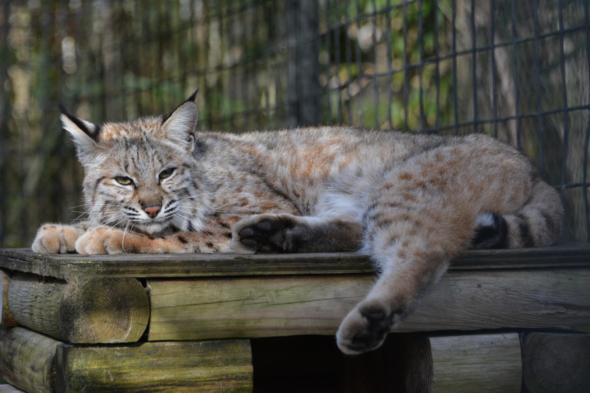 Catty Shack Ranch Wildlife Sanctuary in Jacksonville | VISIT FLORIDA