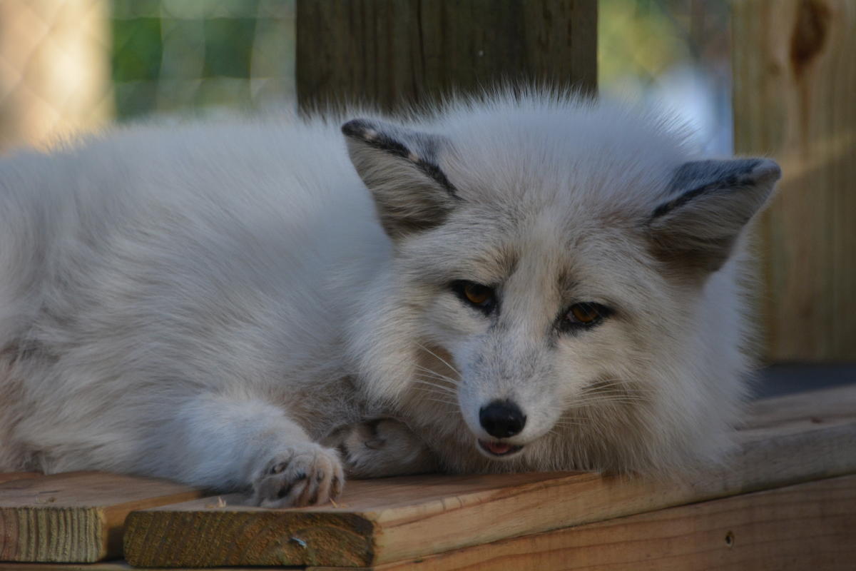 Catty Shack Ranch Wildlife Sanctuary in Jacksonville | VISIT FLORIDA