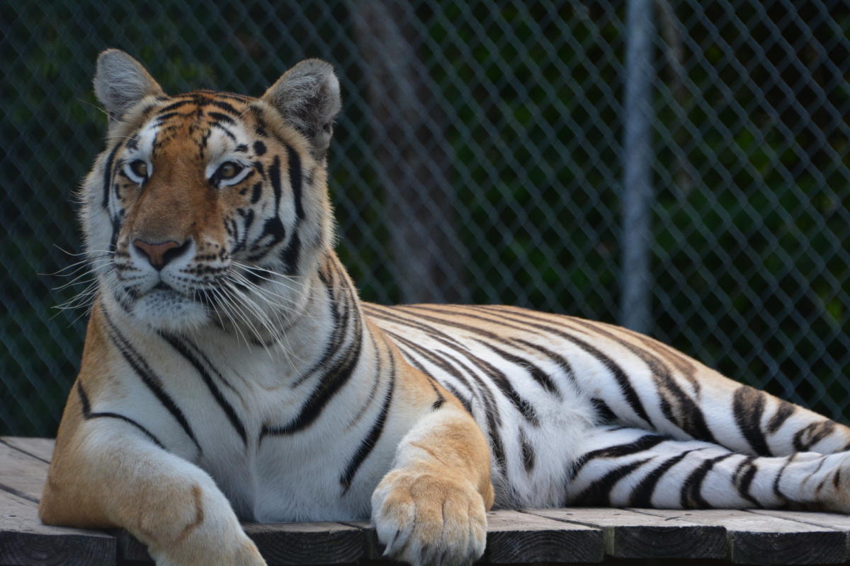 Catty Shack Ranch Wildlife Sanctuary in Jacksonville | VISIT FLORIDA