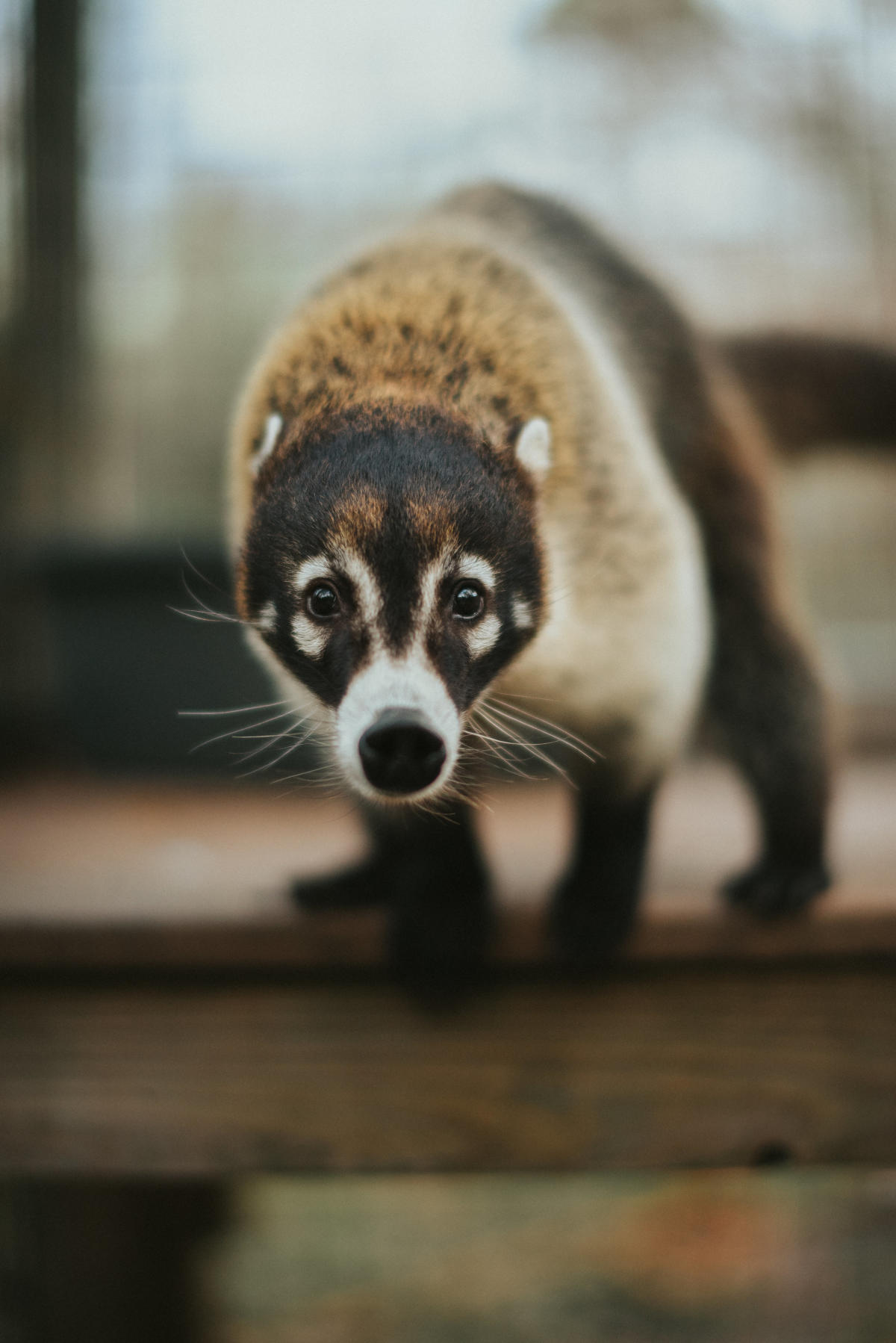 Catty Shack Ranch Wildlife Sanctuary in Jacksonville | VISIT FLORIDA
