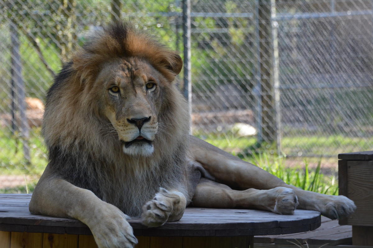 Catty Shack Ranch Wildlife Sanctuary in Jacksonville | VISIT FLORIDA