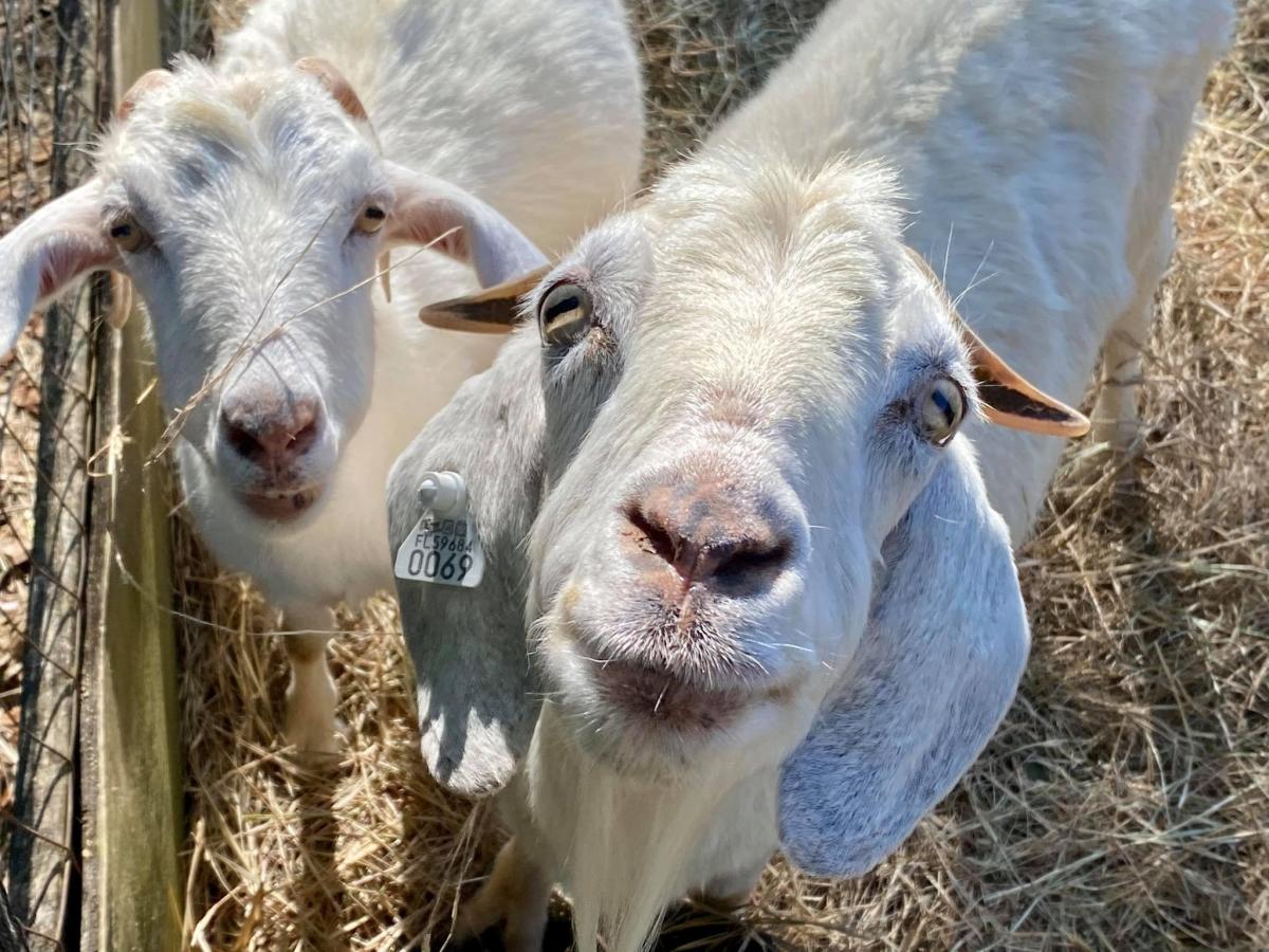 Alaqua Animal Refuge in Freeport | VISIT FLORIDA