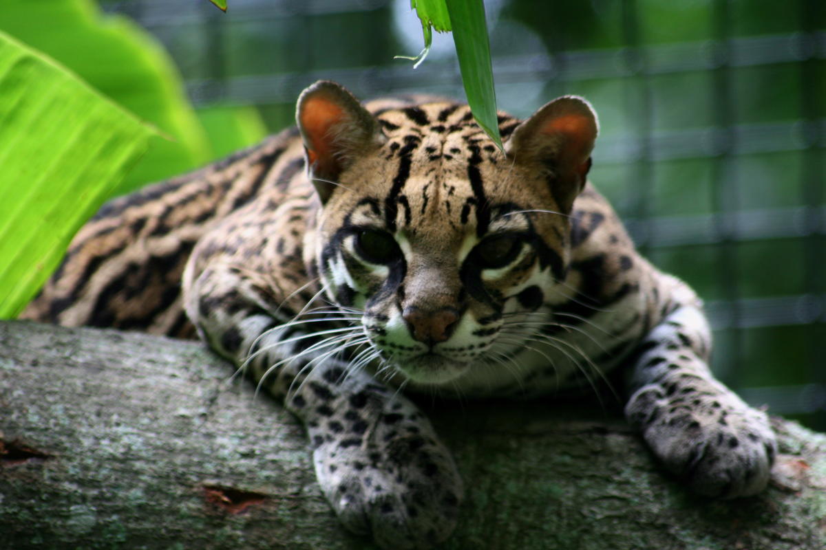 Santa Fe College Teaching Zoo in Gainesville | VISIT FLORIDA