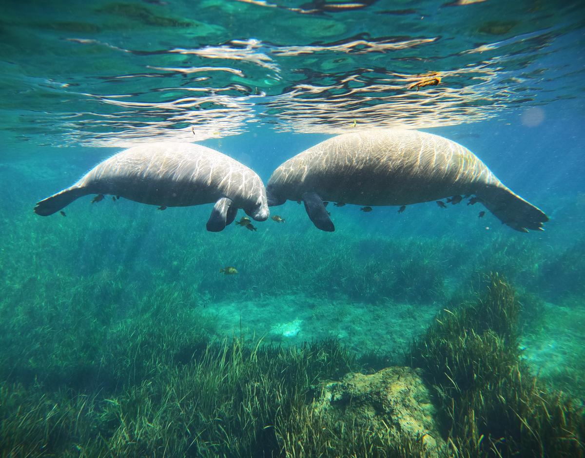 Salty Siren Tours and Charters in Crystal River | VISIT FLORIDA