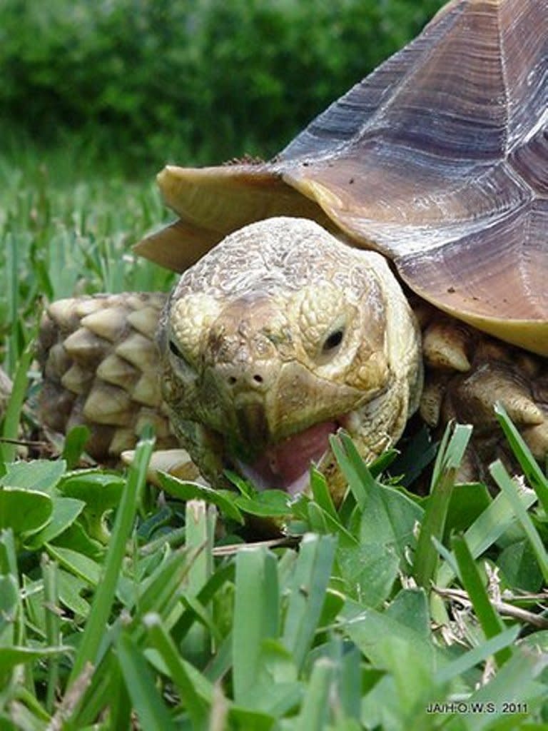 Jungle Adventures - A Real Florida Animal Park in Christmas | VISIT FLORIDA