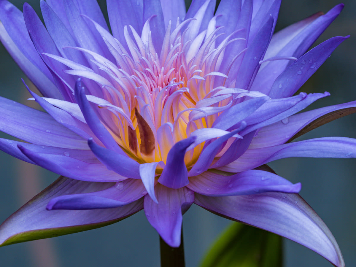 McKee Botanical Garden in Vero Beach | VISIT FLORIDA