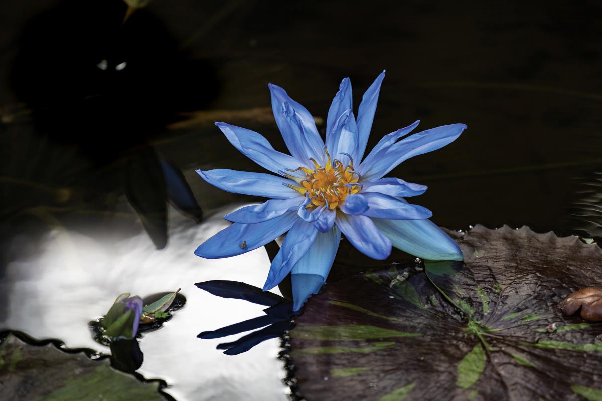 McKee Botanical Garden in Vero Beach | VISIT FLORIDA