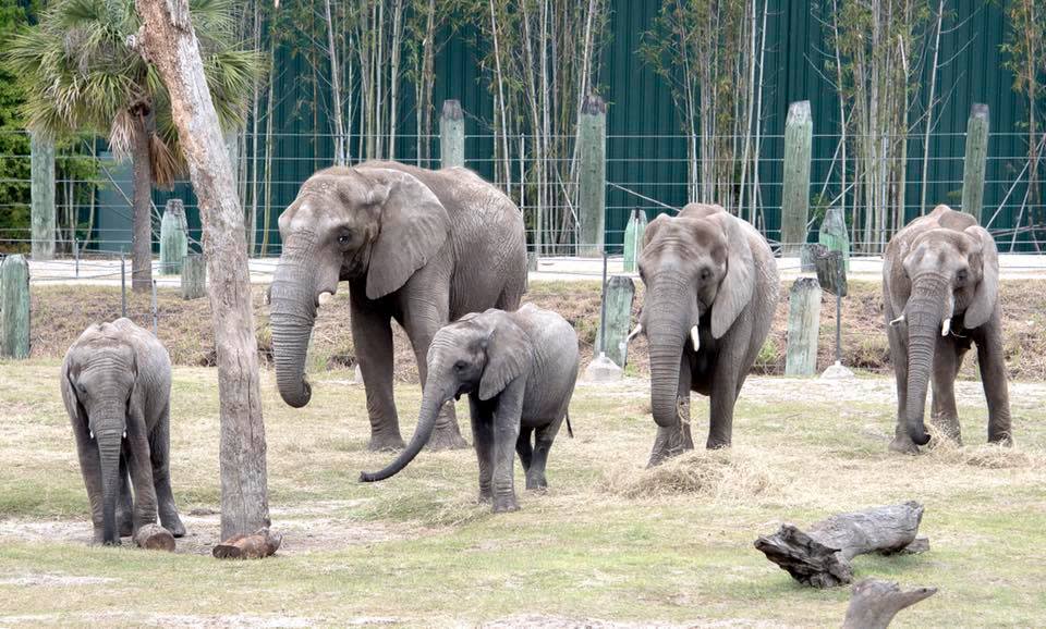 ZooTampa in Tampa | VISIT FLORIDA