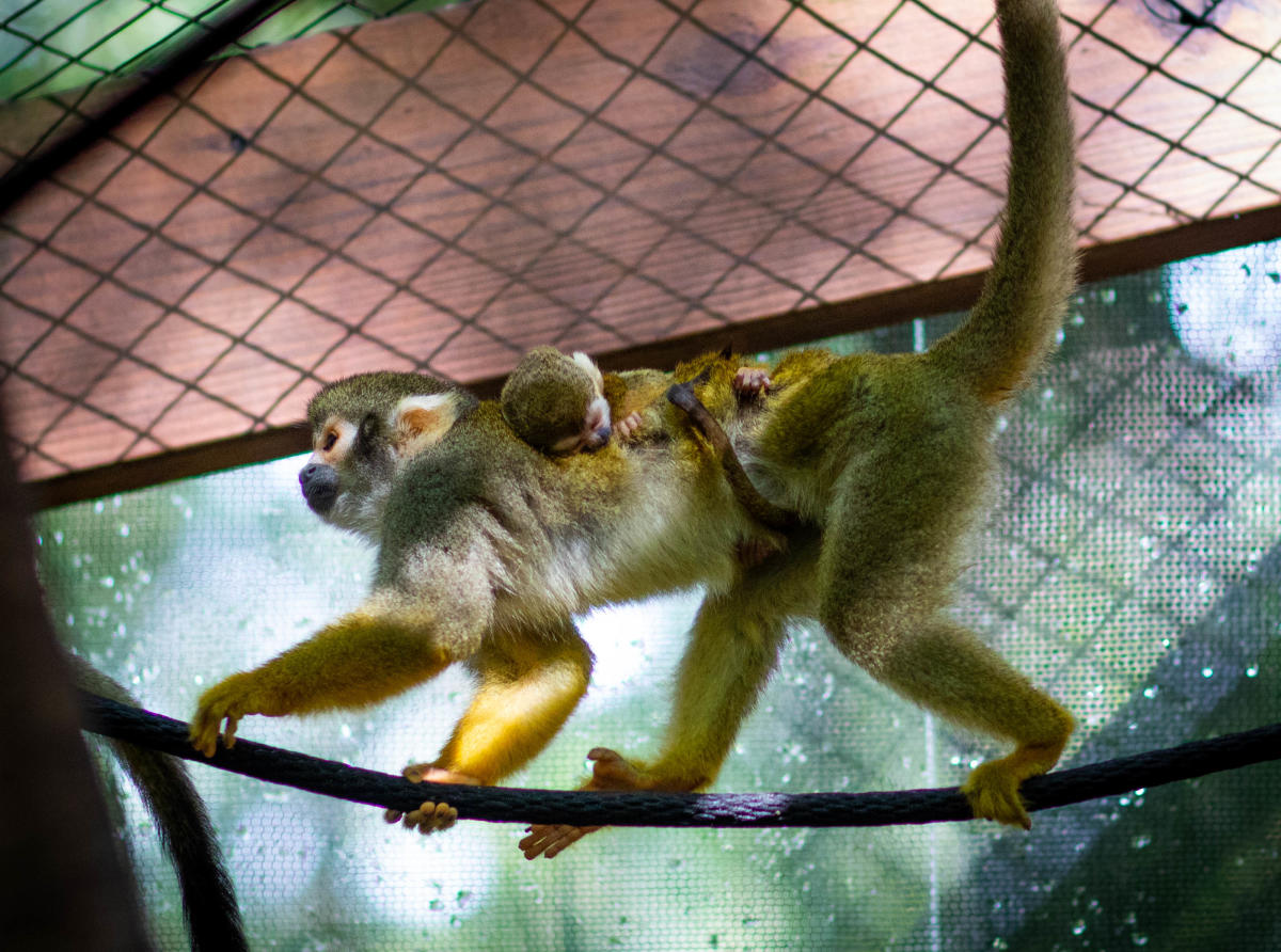 Santa Fe College Teaching Zoo in Gainesville | VISIT FLORIDA